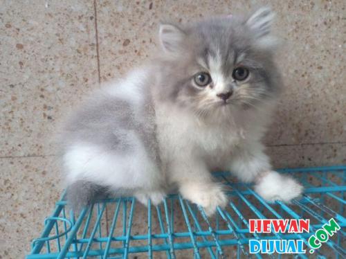 Kucing Persia Umur 2bulan Gembul ,bulu Tebal Lucu.. - HewanDijual