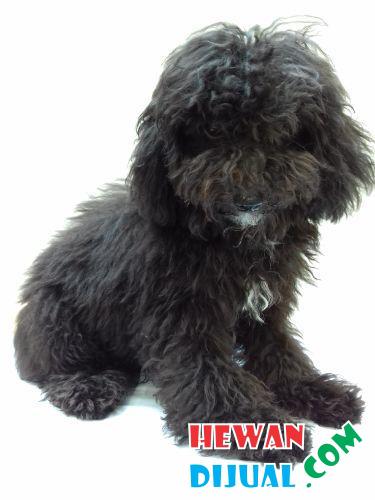 Anjing Silver Toy Poodle Stambum Vaksin Microchip - HewanDijual