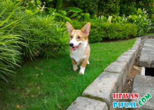 Puppy Corgi Betina Vaksin & Obat Cacing Lengkap [Stambum] - HewanDijual