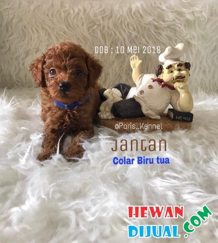 Puppy Lucu, Super Tiny Super Red Poodle, ISTIMEWA & Stambum - HewanDijual