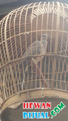 Burung Tekukur Kuk 3 Dan Kuk 4 - HewanDijual