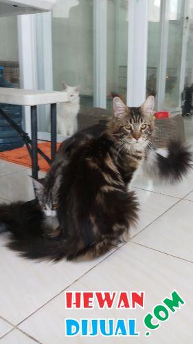 Kucing Mainecoon Ped Cfa Jantan - HewanDijual