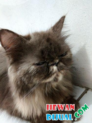 Kucing Persia Peaknose Betina Black Tortie - HewanDijual