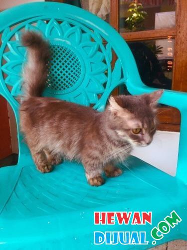 Kucing Ras Munchkin Grey - HewanDijual