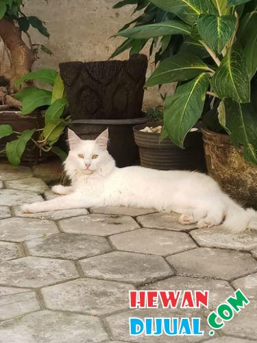Kucing Mainecoon Ped Cfa White Solid Jantan Usia 2 Tahun - HewanDijual