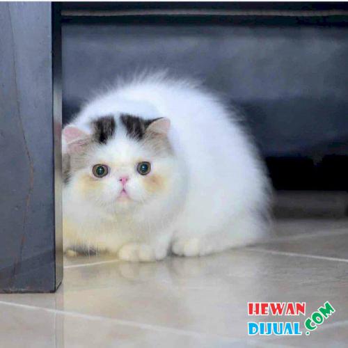 Jual Kucing Anggora - HewanDijual