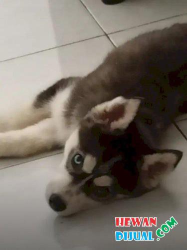 Puppy Siberian Husky Pure Long Hair 2 Month - HewanDijual