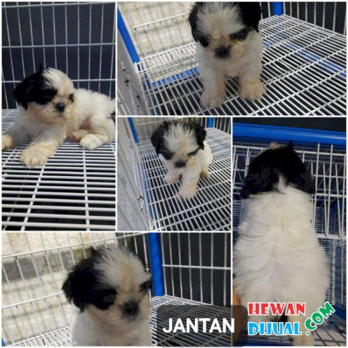 Anak Anjing / Puppy Shih Tzu Panda - HewanDijual