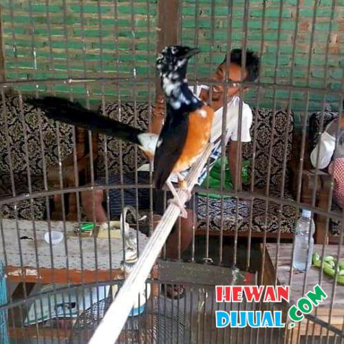 Murai Batu Medan Super Blorok - HewanDijual