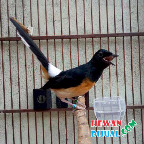 Murai Batu Medan Super - HewanDijual