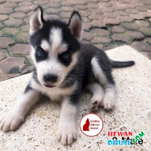Puppy Husky, Stambun & Vaksin - HewanDijual