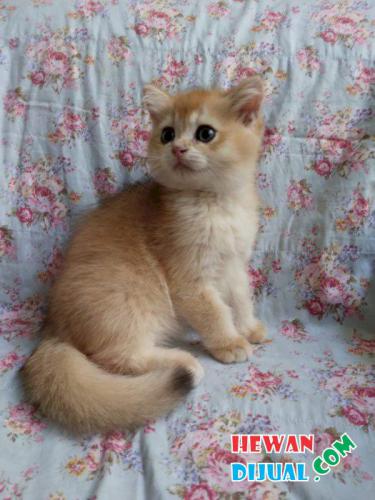 Kucing British Shorthair BSH, Pedigree, Bandung - HewanDijual