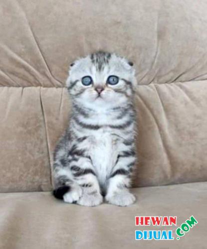 Kucing Scottish Fold - HewanDijual