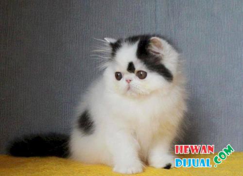 Kucing Persia Peaknose Pesek Lucu - HewanDijual