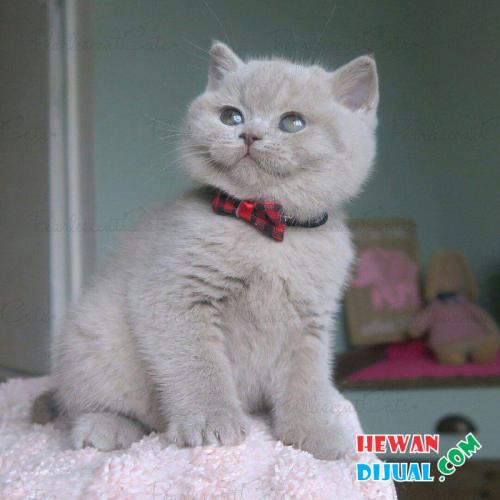 Kucing British Shorthair Betina - HewanDijual