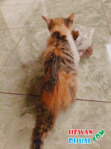 Kucing Telon Jantan 3 Warna - HewanDijual