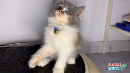 Kucing Persia Medium Betina - HewanDijual