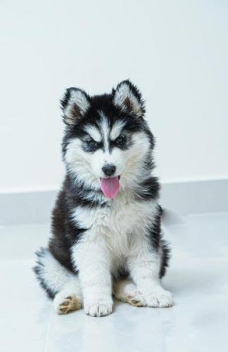 Husky Anakan 3 Bulan - HewanDijual